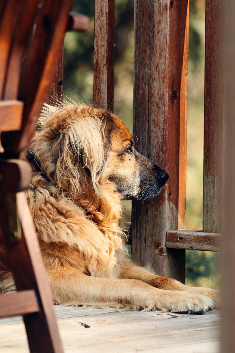 Where Outdoor Dogs Prefer to Sleep: 19 Safe and Cozy Options