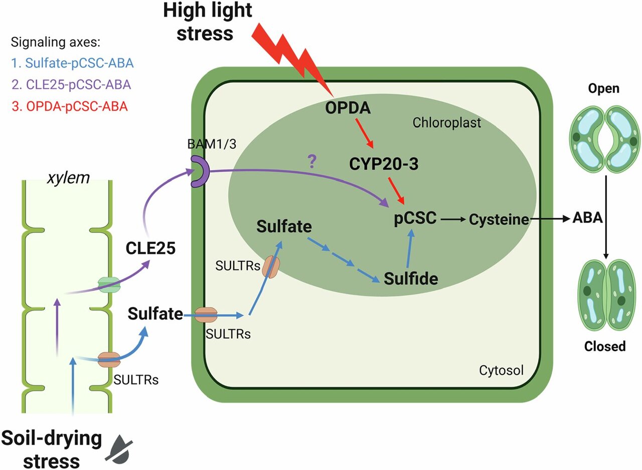 How a protein complex in plant chloroplasts regulates adaptations to ...