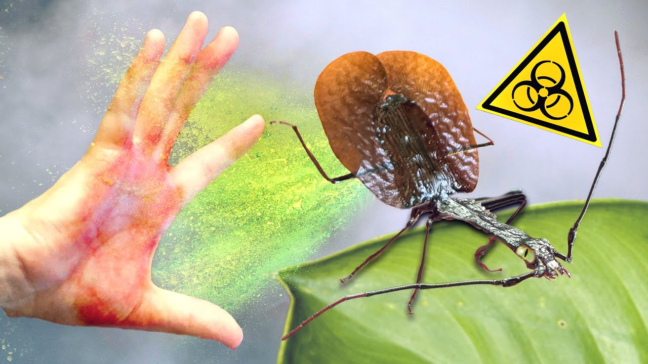 Close call with an acid-spraying beetle