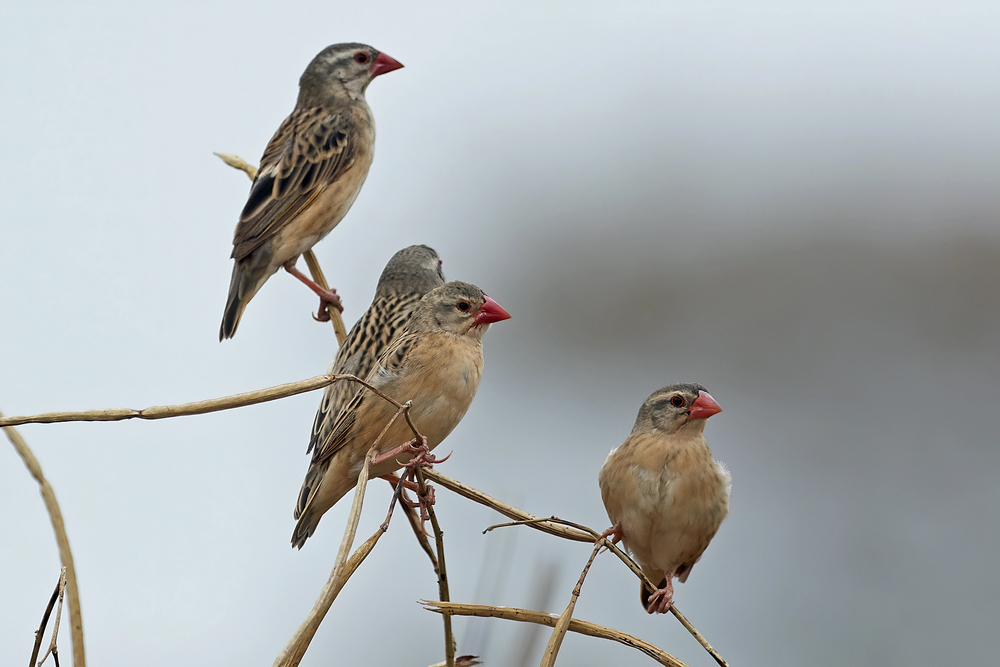 Meet the World’s Most Common Bird
