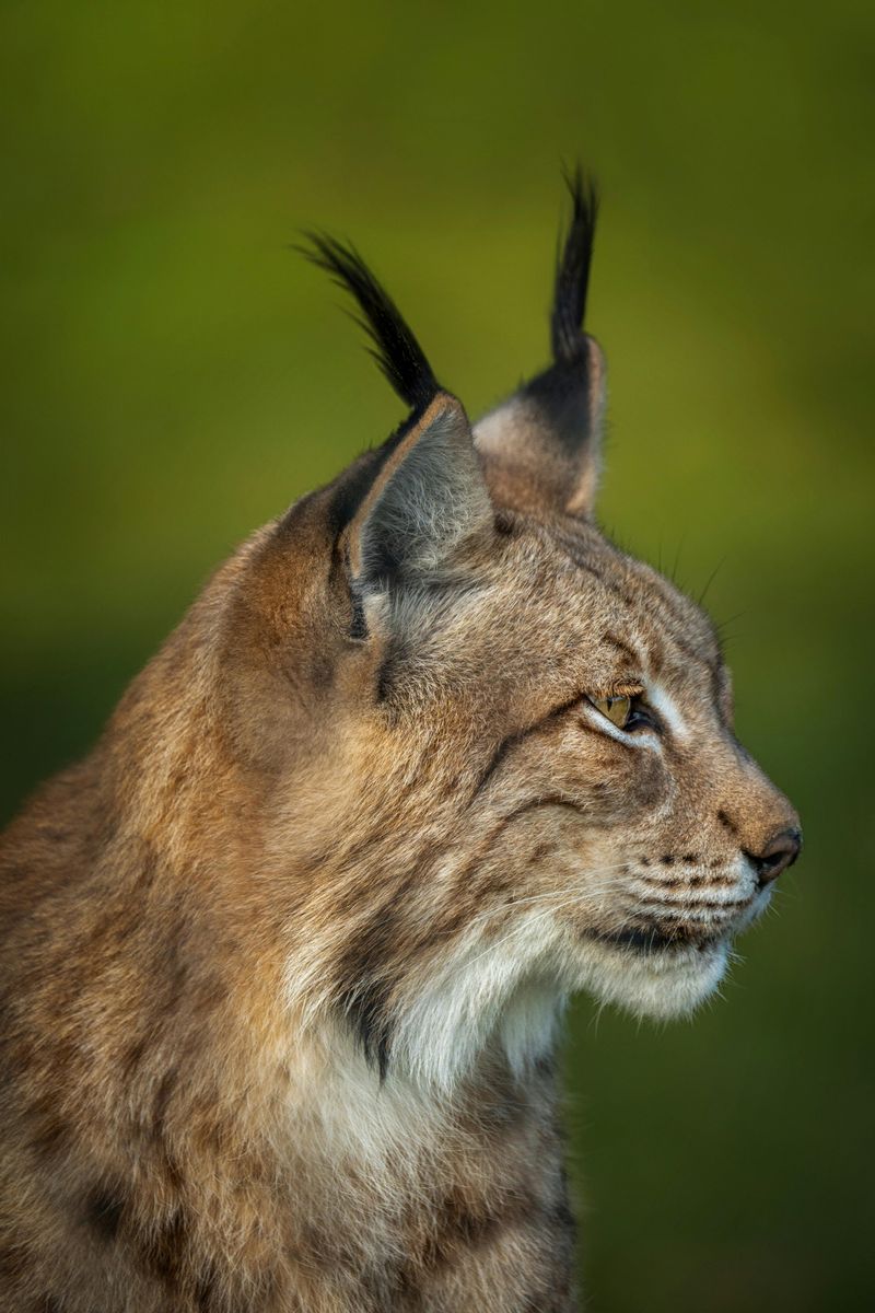 11 Fascinating Wildlife Species Living Near Quebec’s Forests