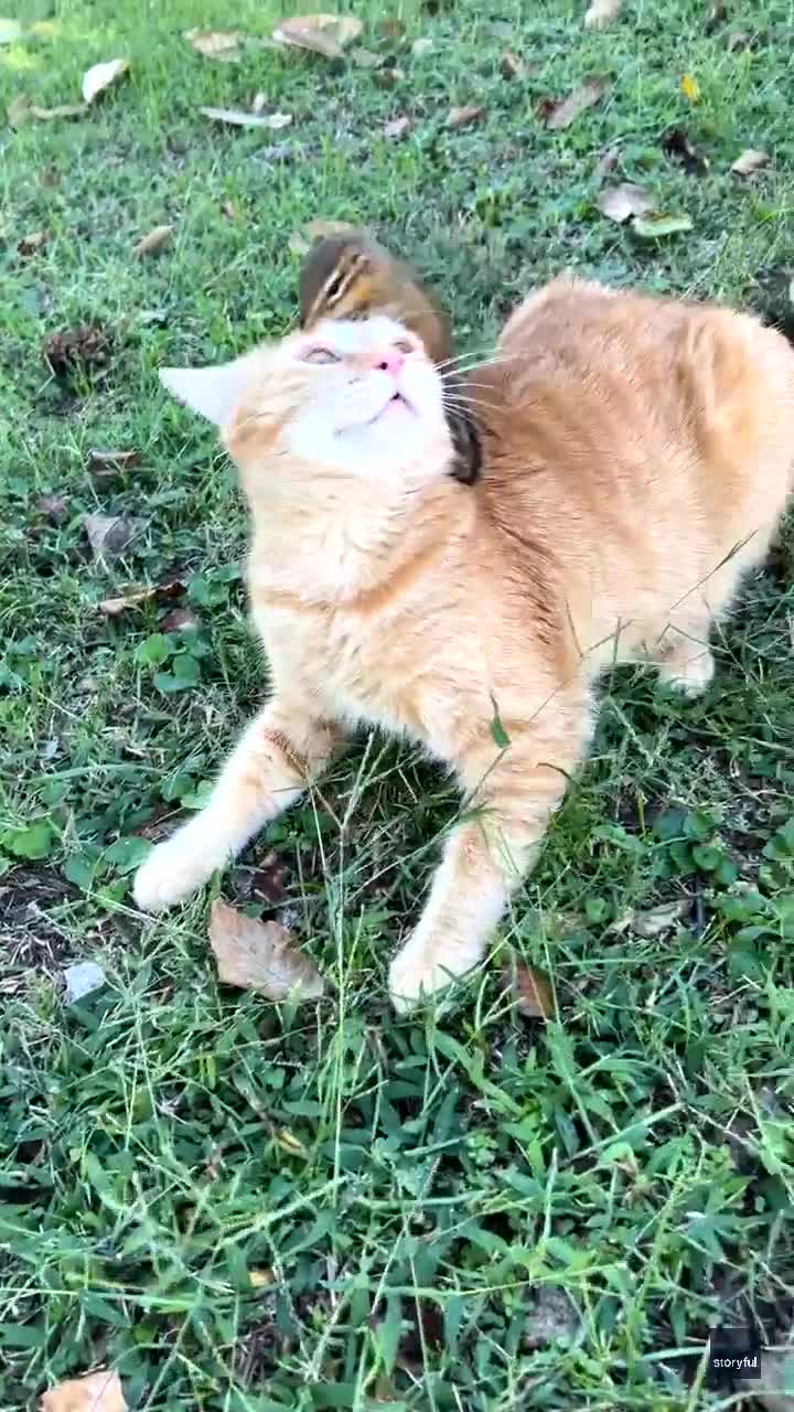 Adorable Chipmunk Plays With Cat ... Likely for a Not-So-Cute Reason