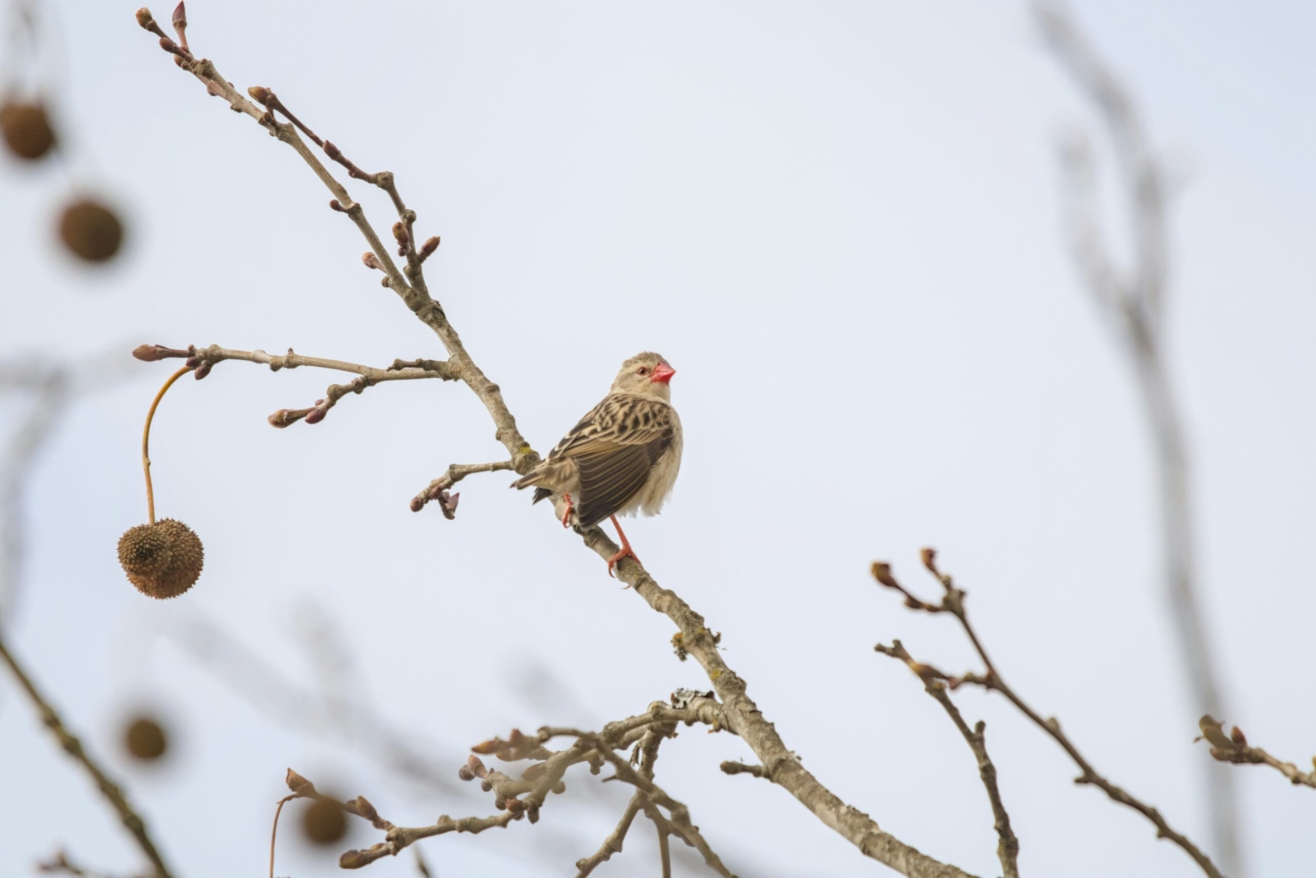 Meet the World’s Most Common Bird