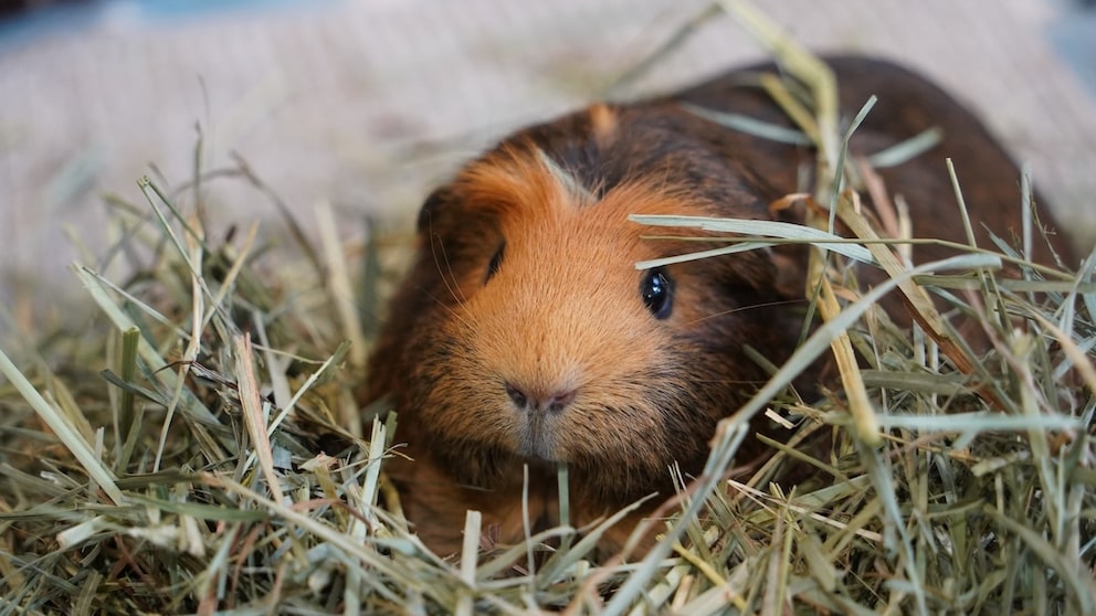 What Guinea Pigs Should Never Eat