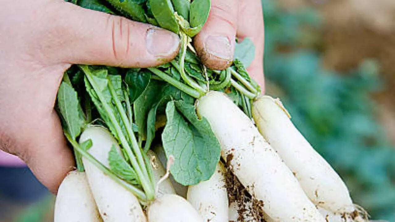 Radish Leaves: 5 health benefits of these nutritious greens you ...