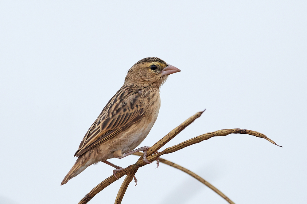 Meet the World’s Most Common Bird