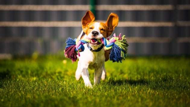 Hundehaltung: Wie beschäftigen Sie Ihr Haustier?