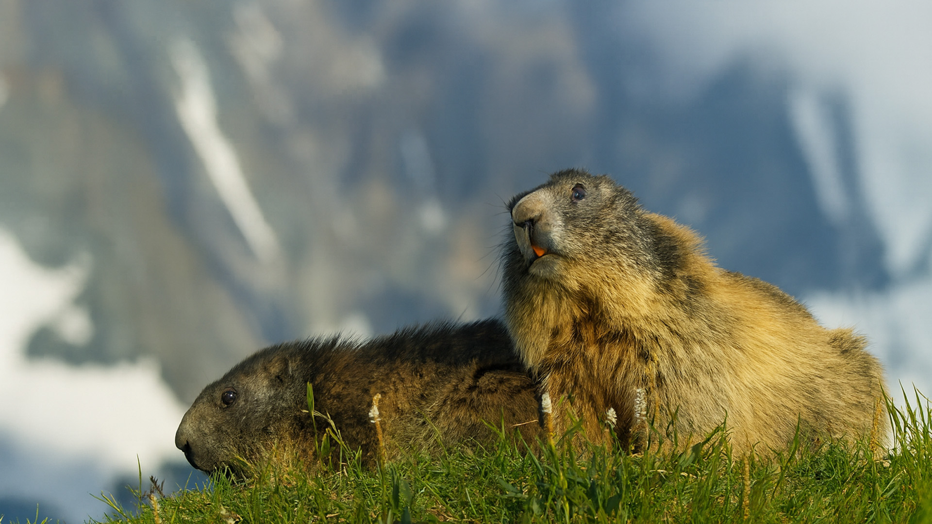 Marmottes alpines dans leur habitat naturel en Autriche