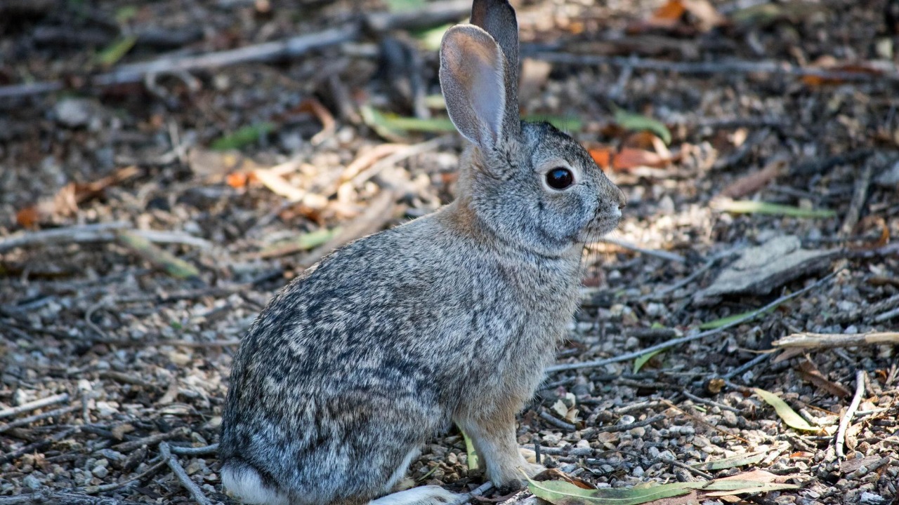 After 120 years, a rare rabbit resurfaces in Mexico