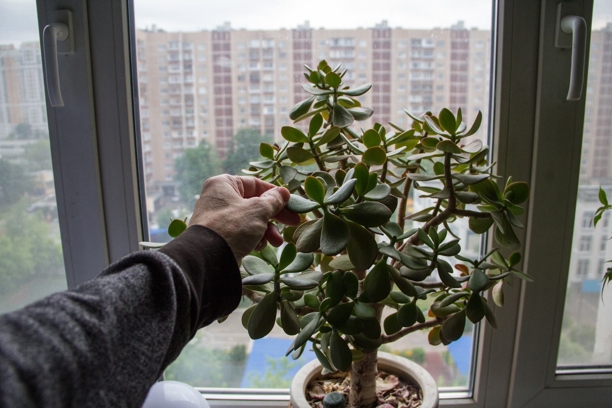 Árbol de jade: cuidados y todo lo que debe saber sobre esta milenaria ...