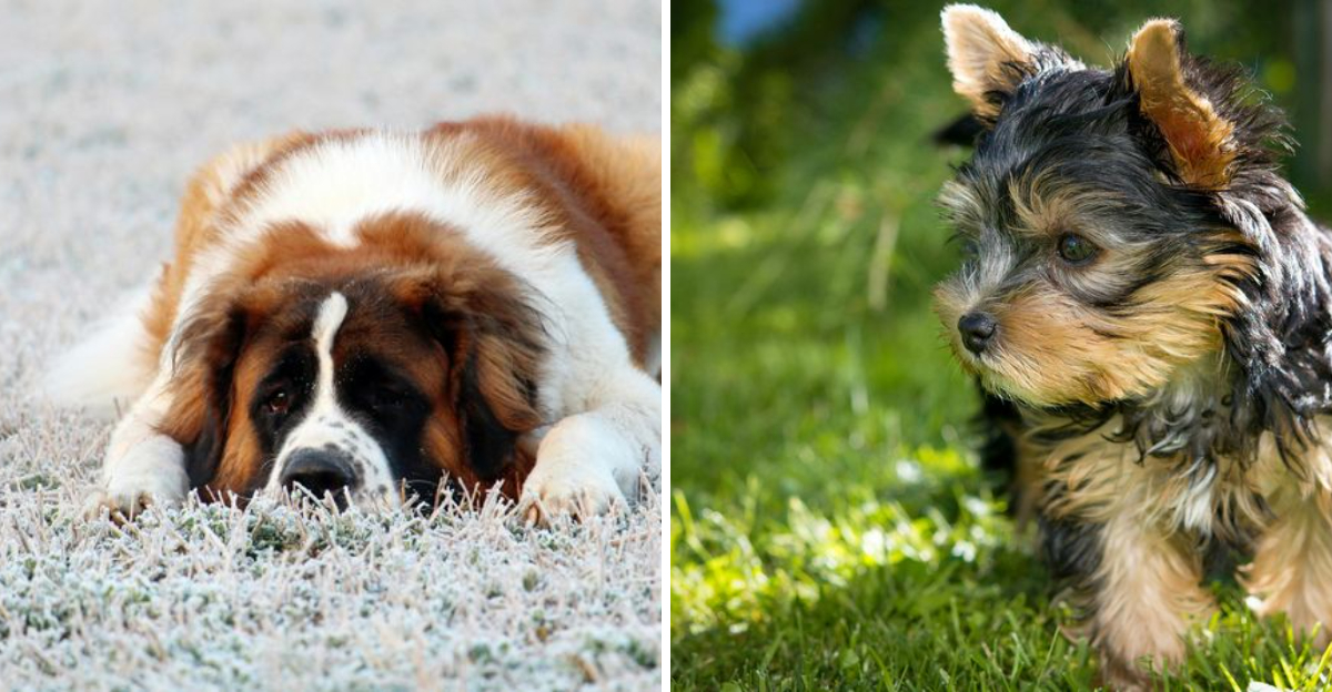 7 Of The Shortest-Lived Dog Breeds And 7 Known To Live Long