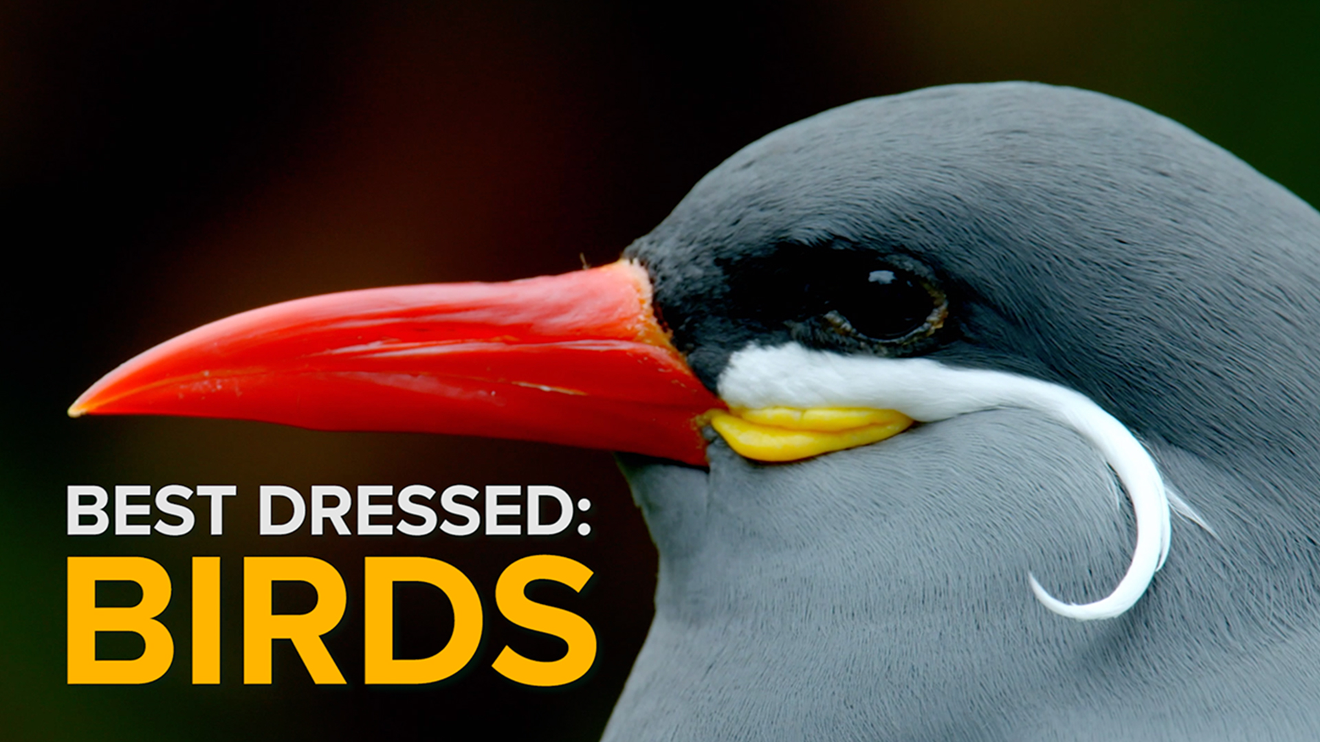Can a bird pull off a mustache? | Inca Terns, Flamingos & Peacocks ...