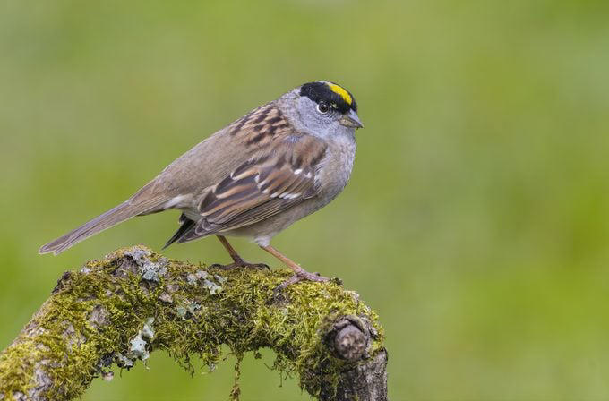 17 types of sparrow birds that you should know