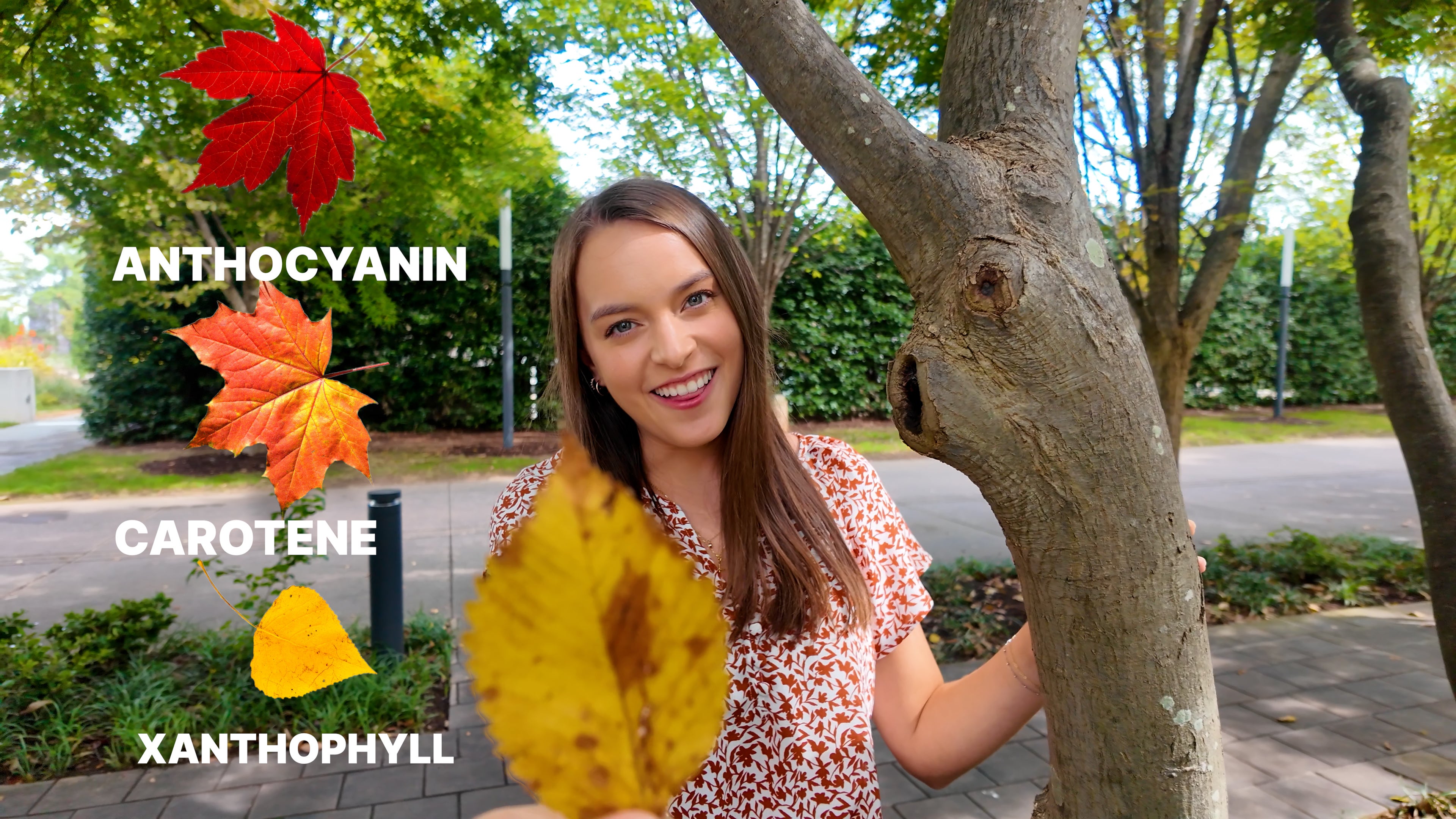 Science behind fall leaves: Why do they change color?