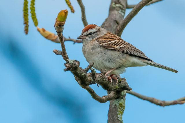 17 types of sparrow birds that you should know