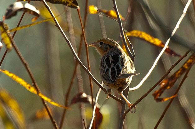 17 types of sparrow birds that you should know