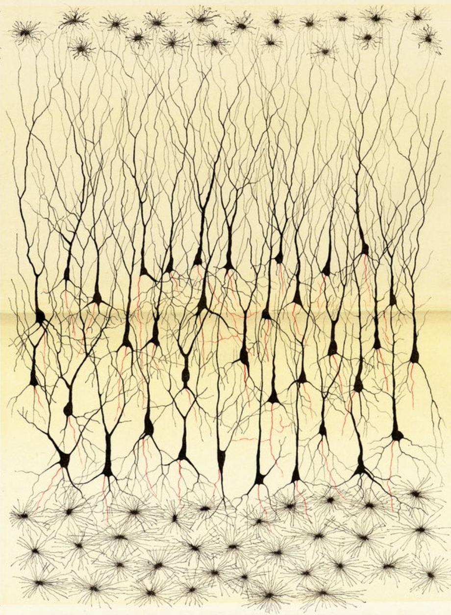 Beautiful scientific drawings that changed how we understand the brain
