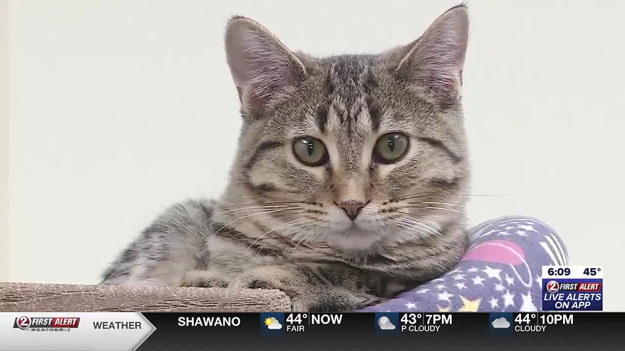 Oshkosh Area Humane Society needs adopters, fosters for 151 cats and ...