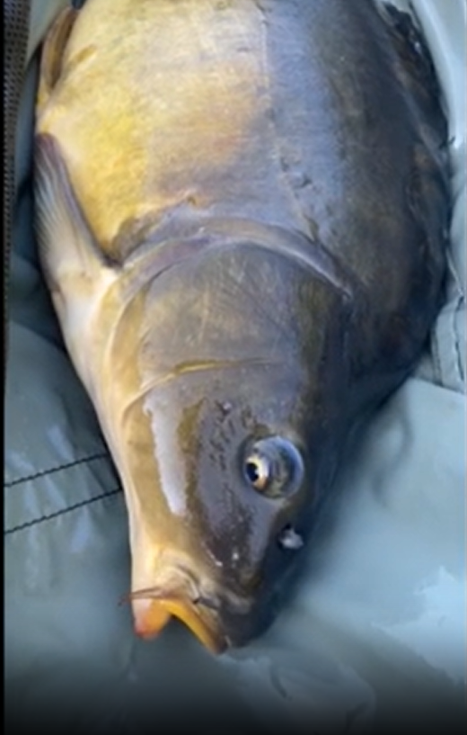 Catching Viral Fish and Making Waves