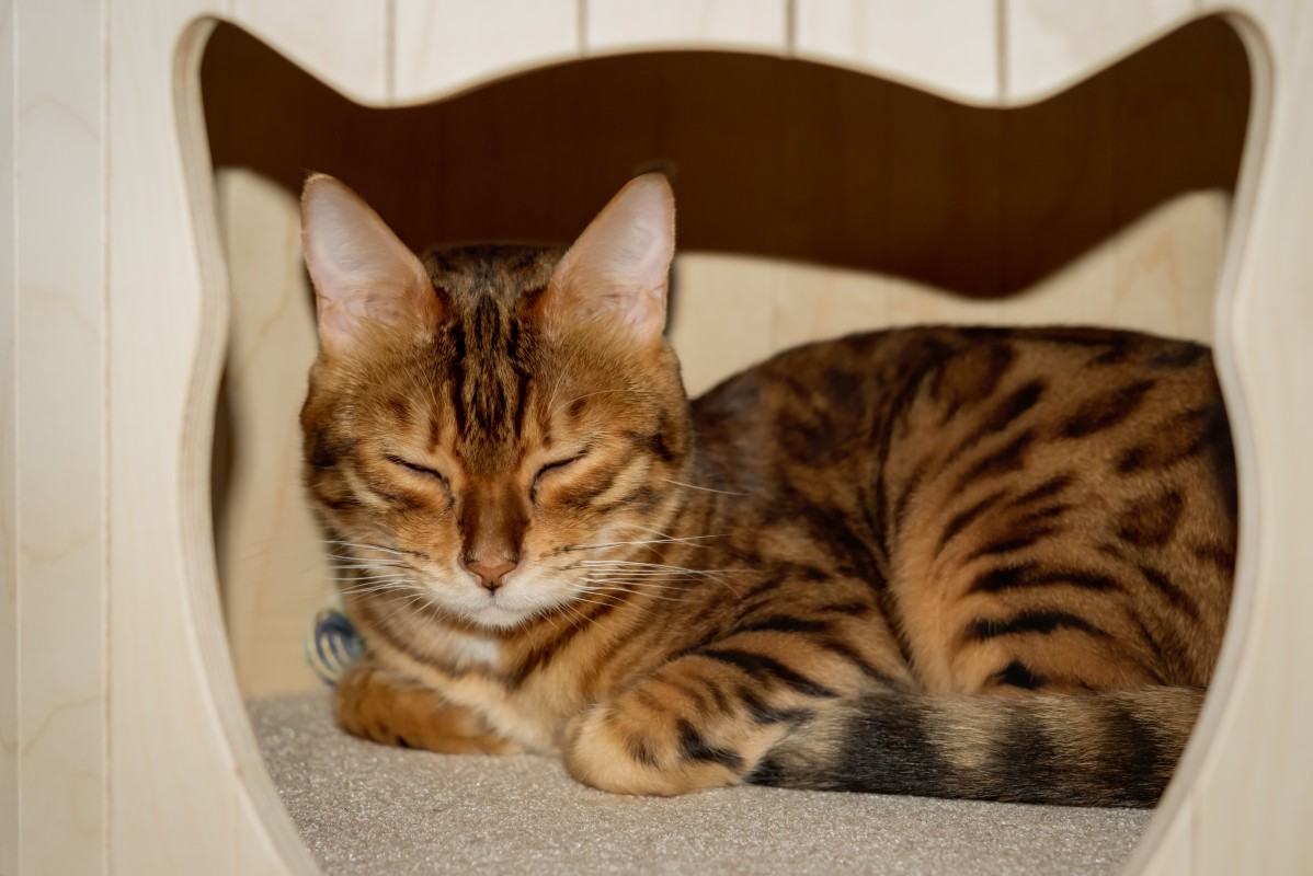 DIY a Cozy Cat House in Minutes With This Simple Hack