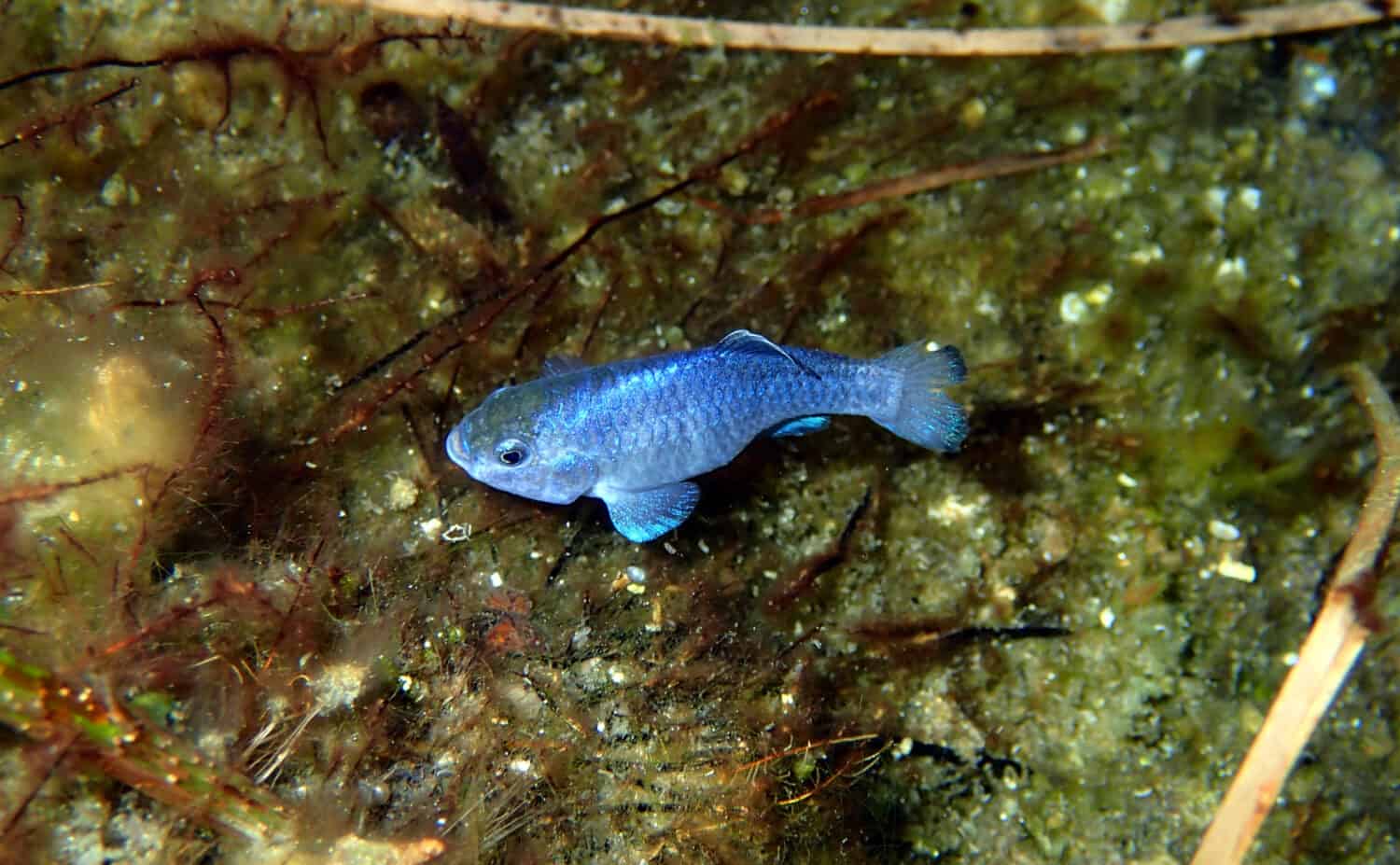The fish that survived the desert but couldn’t survive humans