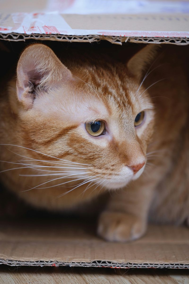 7 Things Humans Do That Cats Dislike And 6 Things They Love