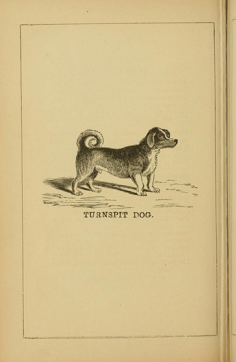 19 Extinct Dog Breeds and How They Shaped Today's Canine World