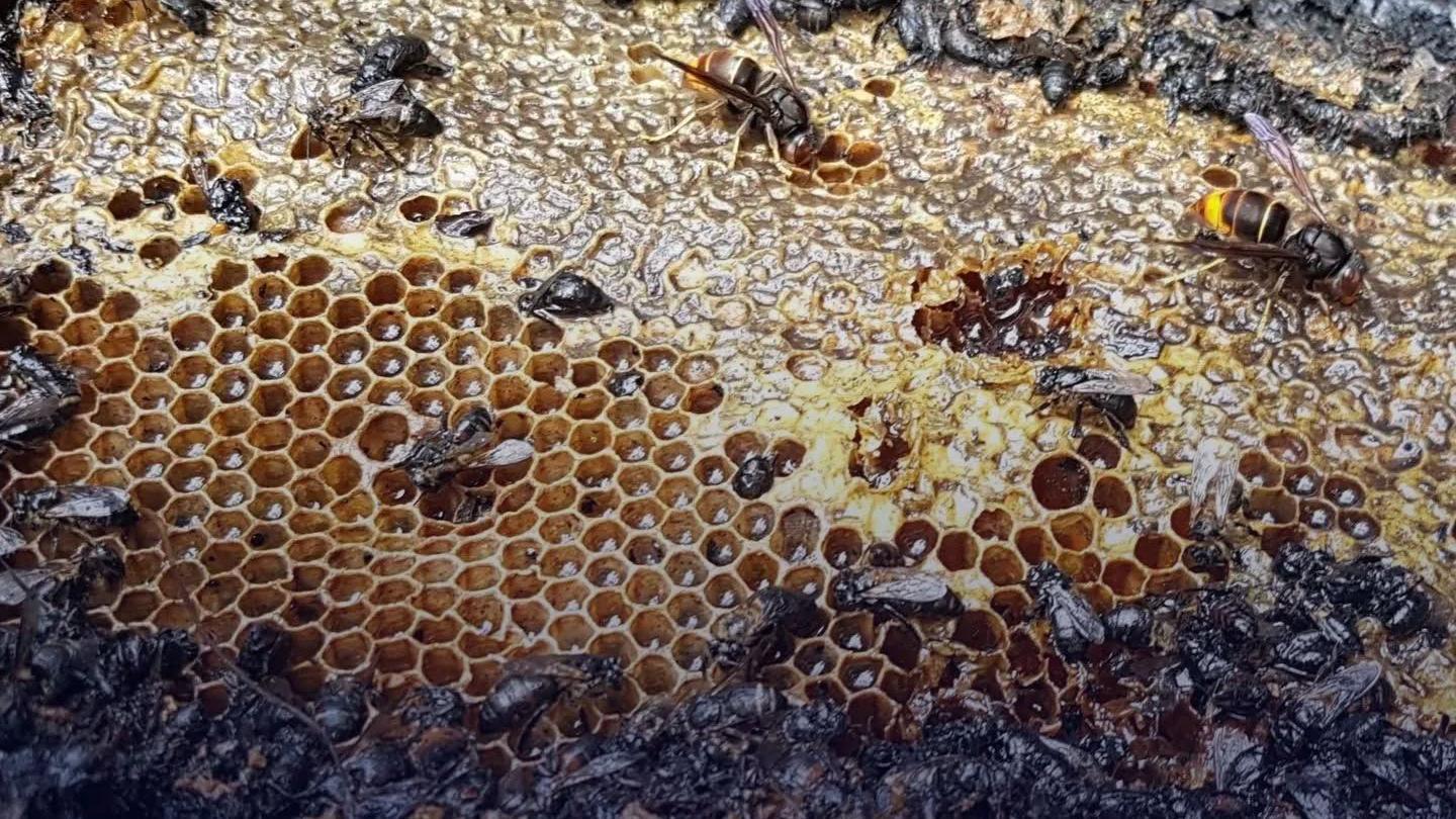 Half a million bees killed in Dutch arson attack