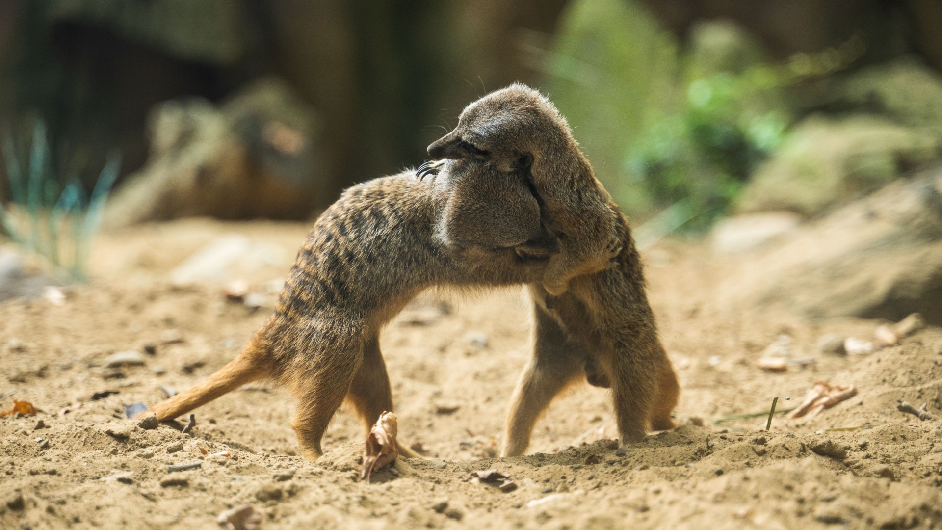 Animals That Mercilessly Kill Their Own Kind And Why They Do It