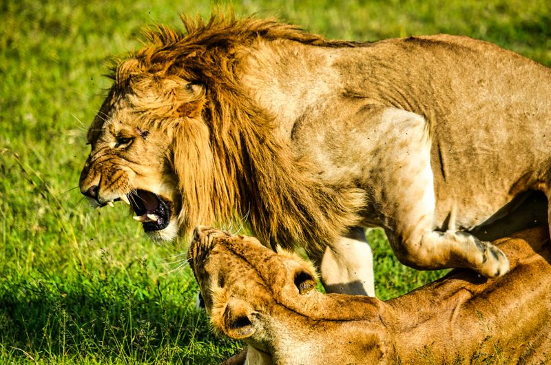 Animals That Mercilessly Kill Their Own Kind And Why They Do It