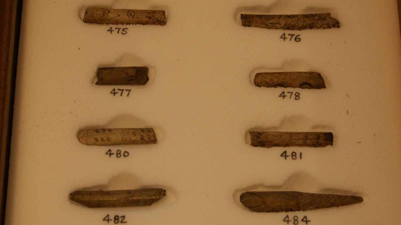 Ice Age bones from 75,000 years ago reveal a lost ecosystem