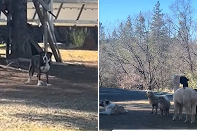 Farm animals face intruder—internet obsessed with who protects them