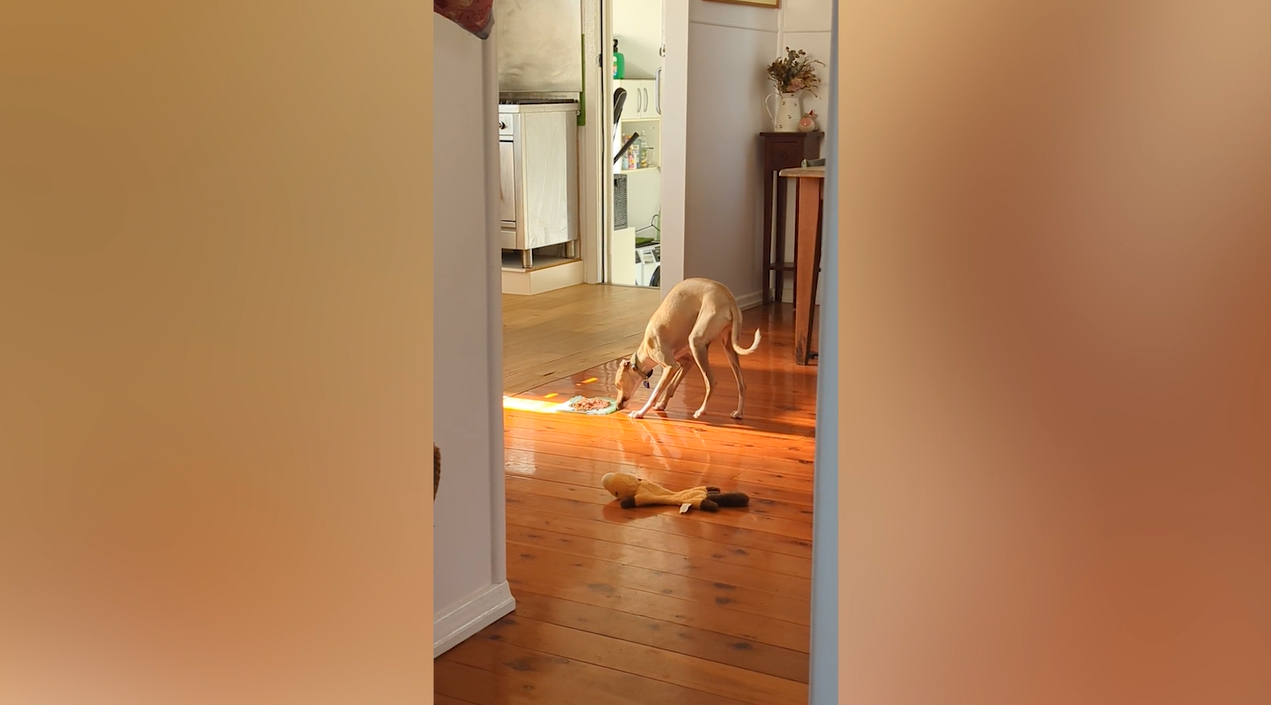 Laughter at What Dog Does Before Eating His Food Every Morning