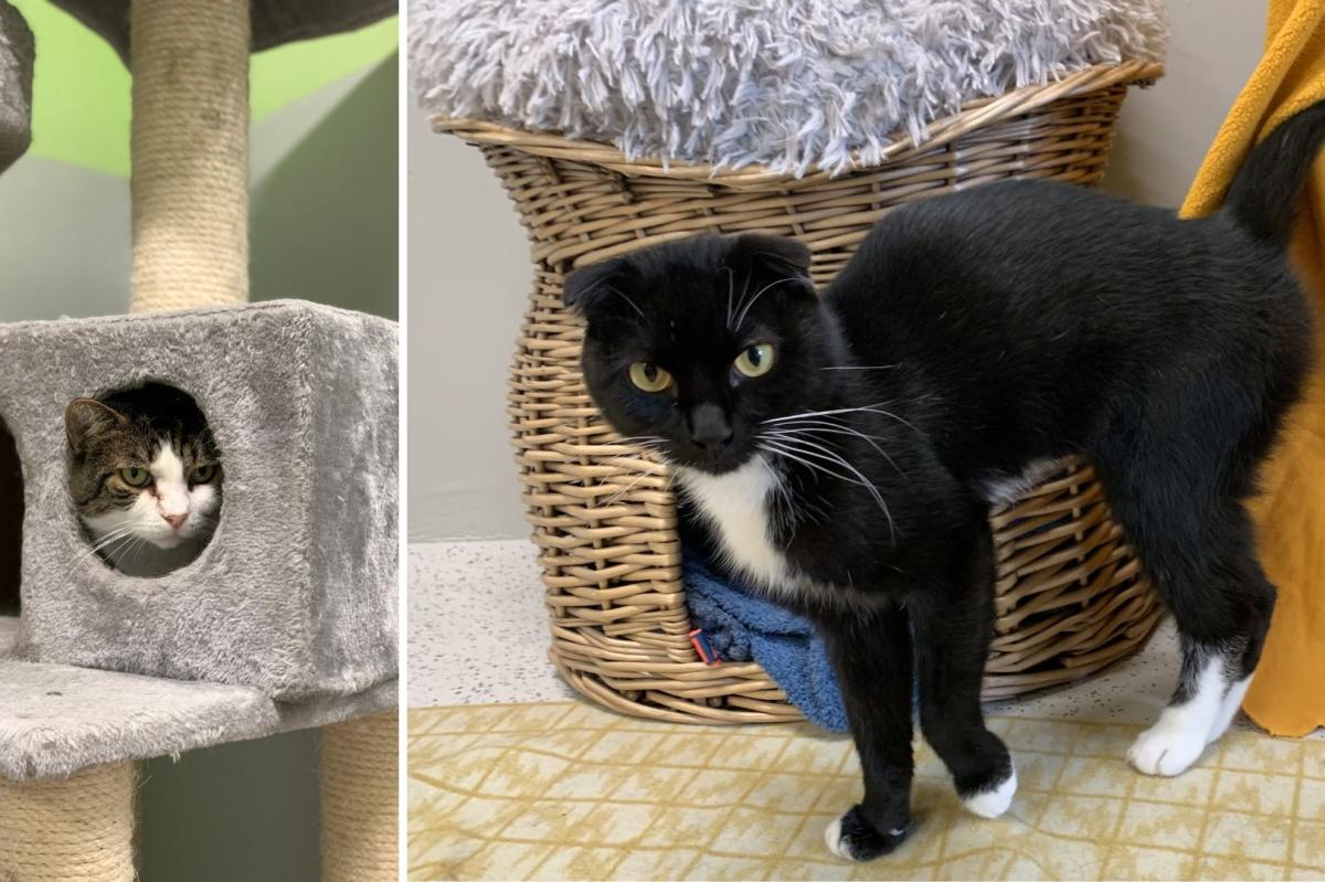 Wer gibt diesen Katzen ein neues Zuhause?