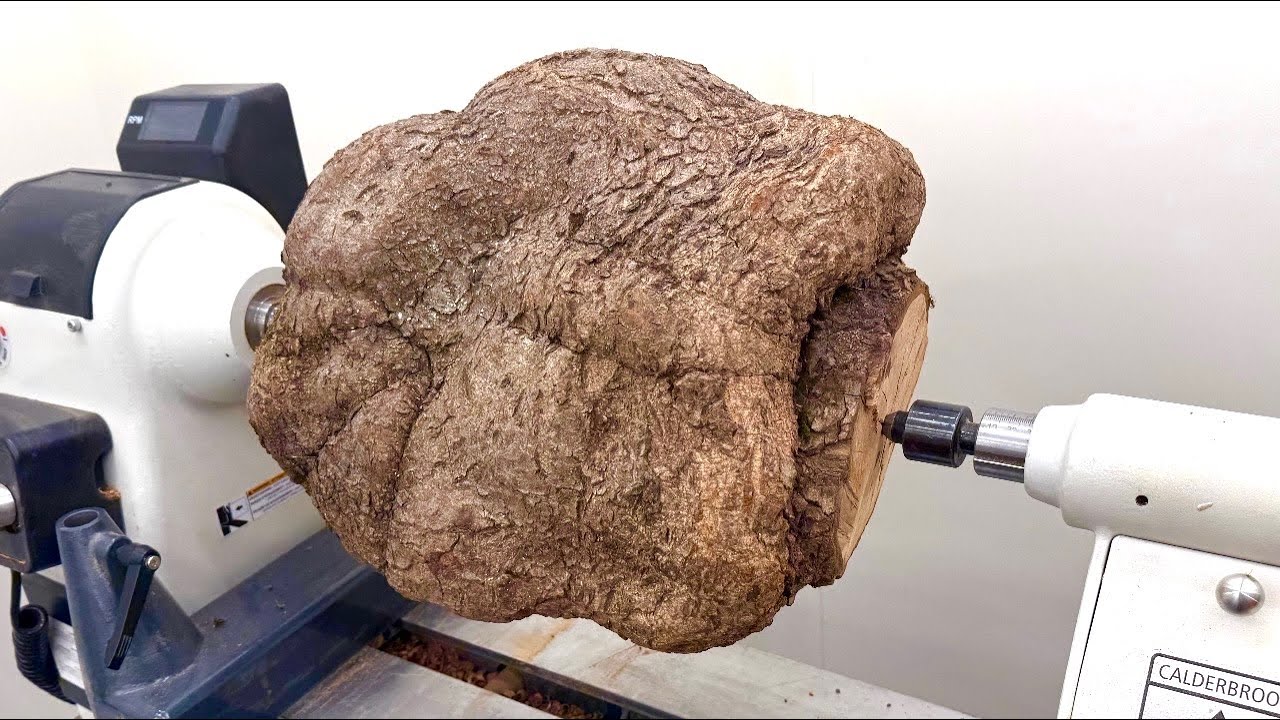 What’s Really Hiding Inside This Giant Tree Wart?