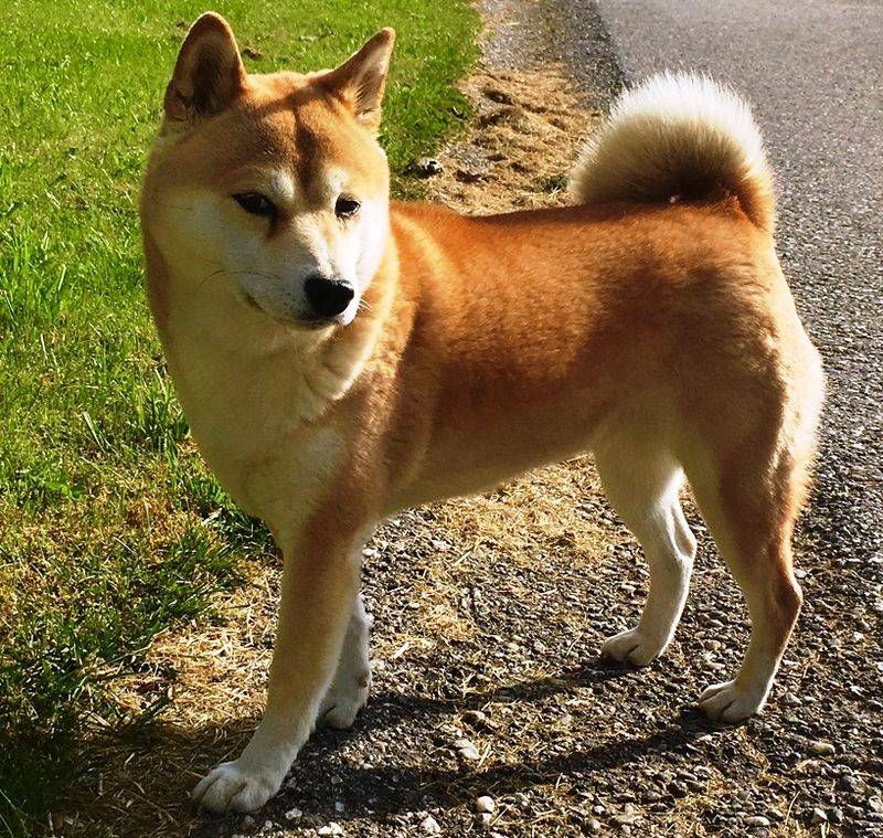 21 Dog Breeds with Strong Hunting Instincts That Need Supervised ...