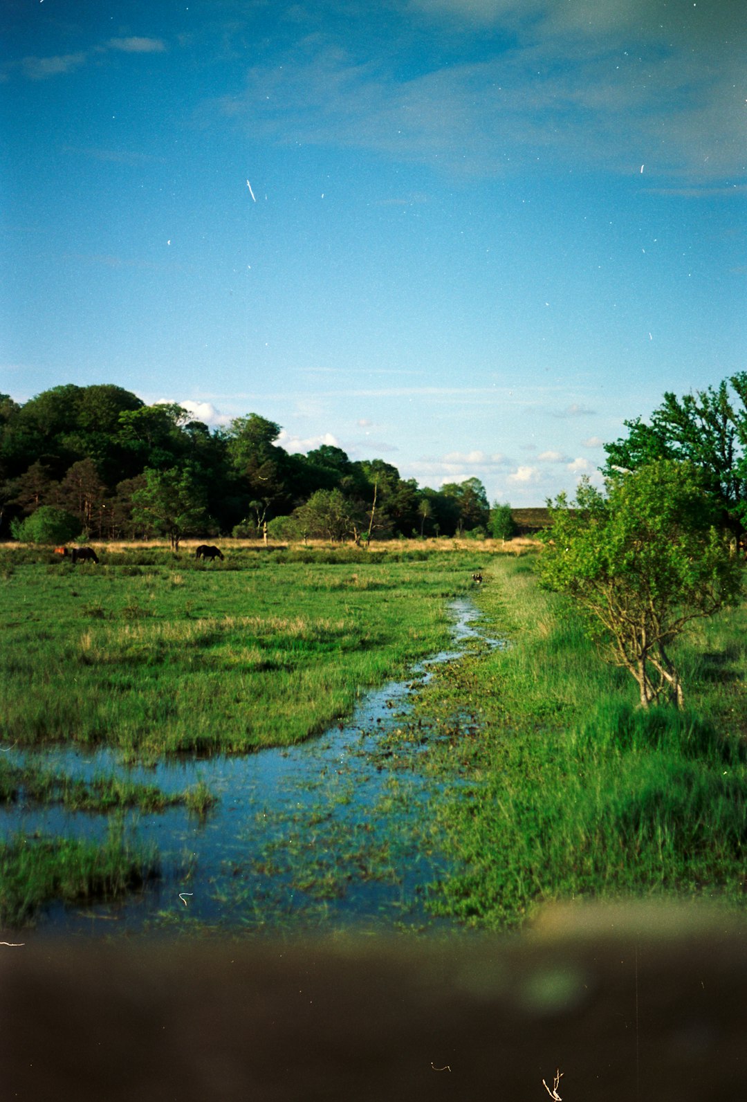 The Hidden Power Of Wetlands To Clean Water And Stop Floods