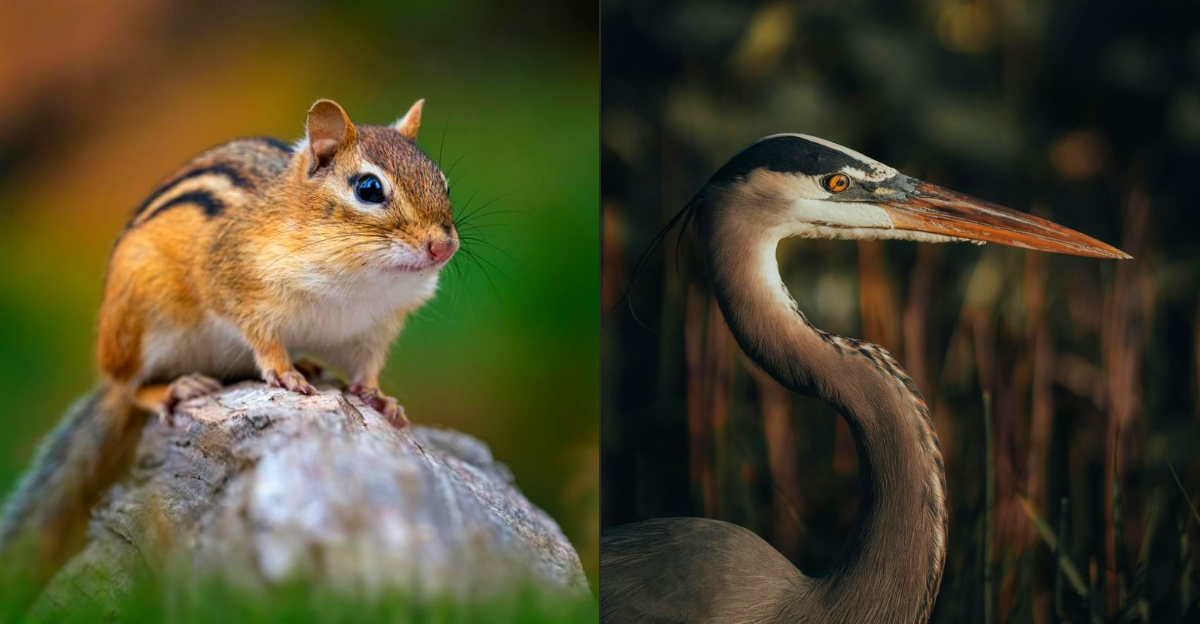 11 Fascinating Wildlife Species Living Near Quebec’s Forests