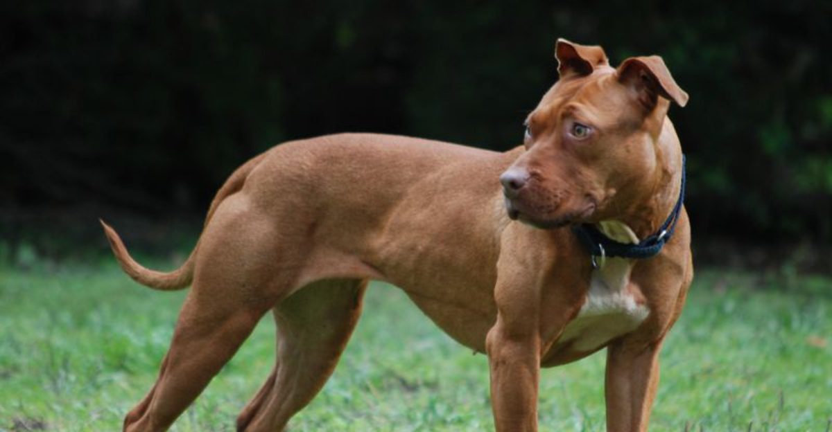 21 Dog Breeds with Strong Hunting Instincts That Need Supervised ...