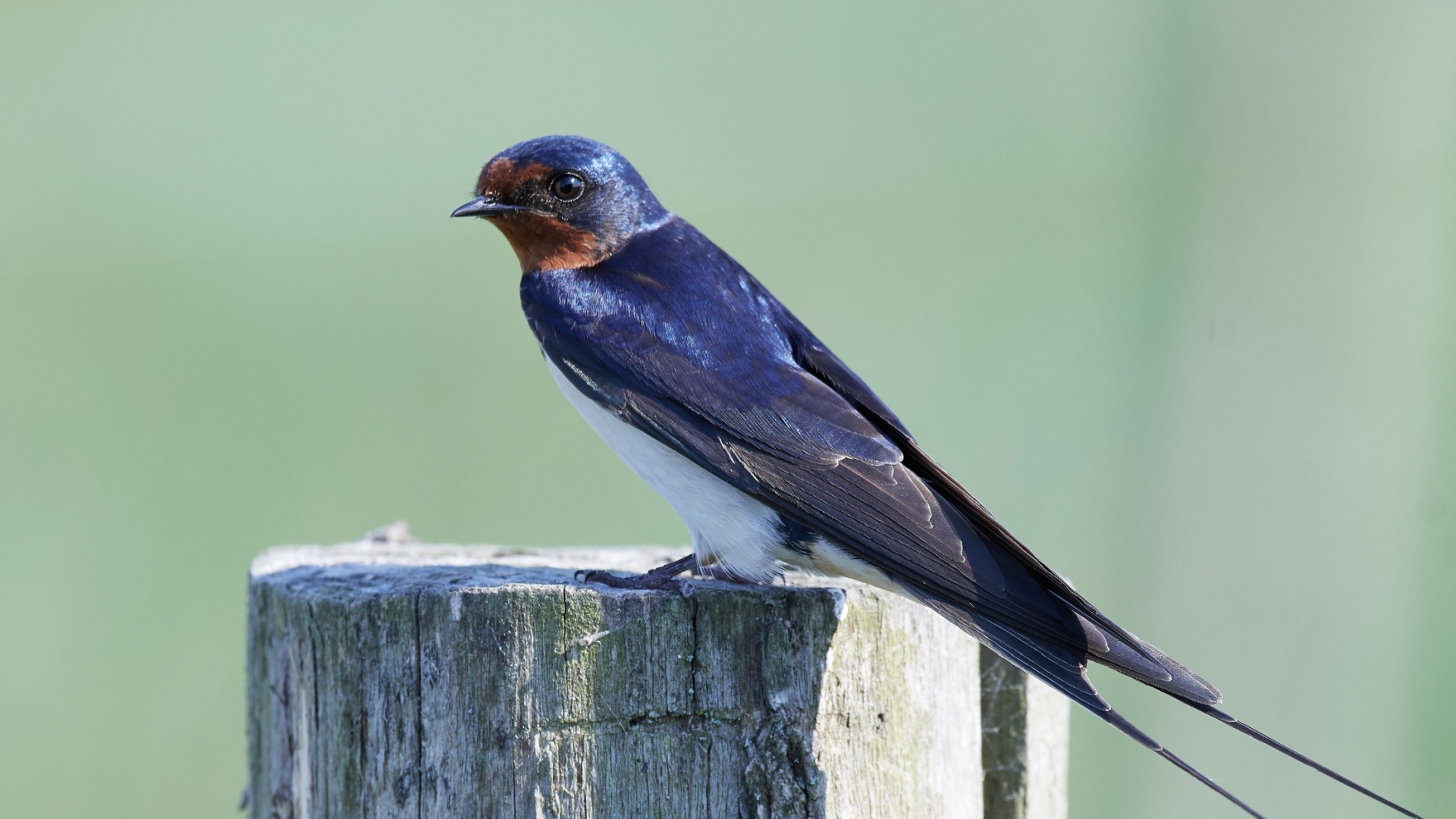 Rare Bird Species Found In Cap Tourmente National Wildlife Area