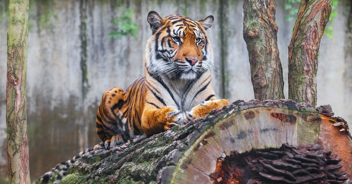The World’s Rarest Tiger is a Sight to Behold