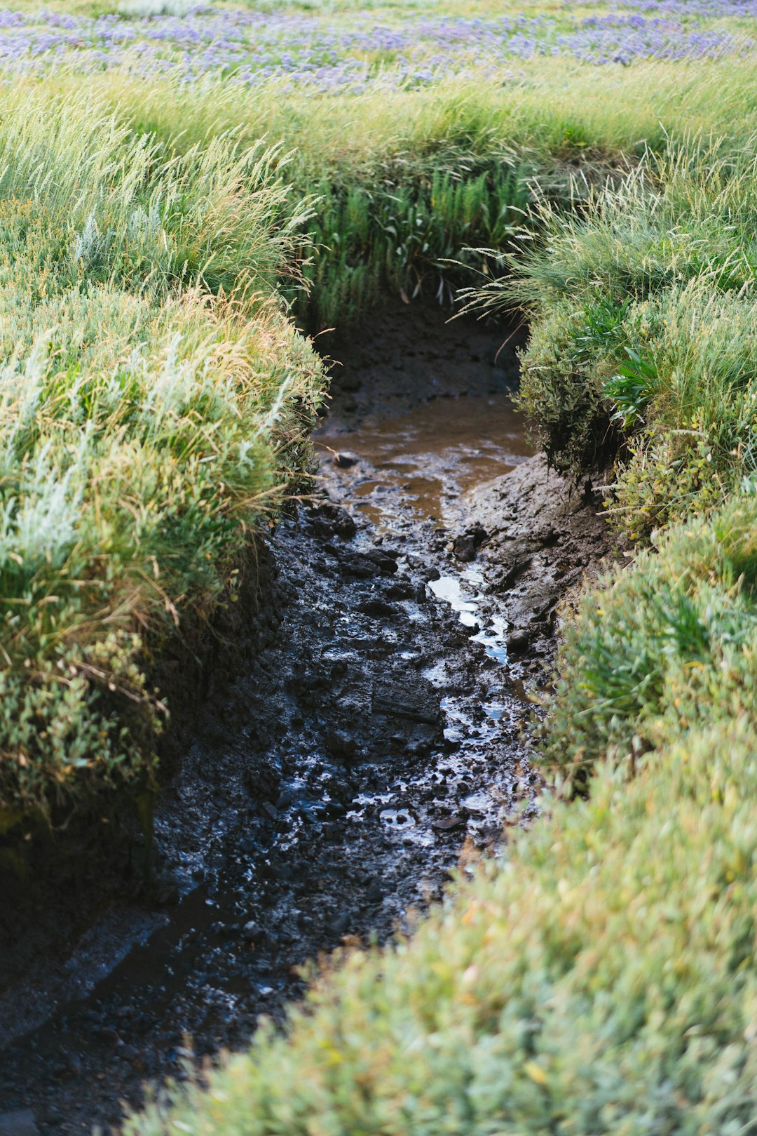 The Hidden Power Of Wetlands To Clean Water And Stop Floods