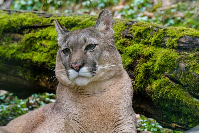 These Are The Largest Wild Cat Species Ever Spotted In U.S. States