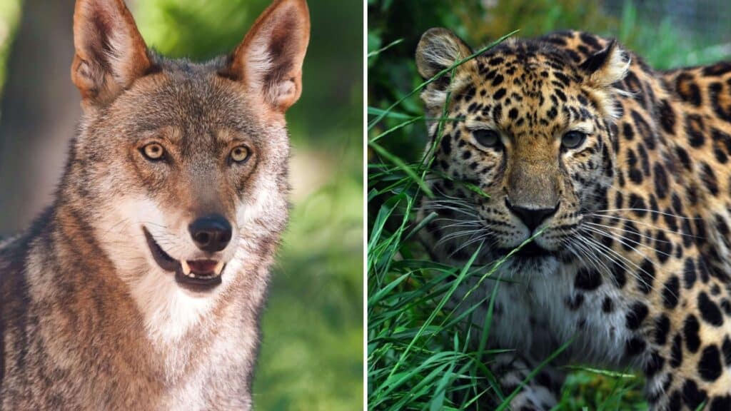 Animals So Rare People Think They’re Myths