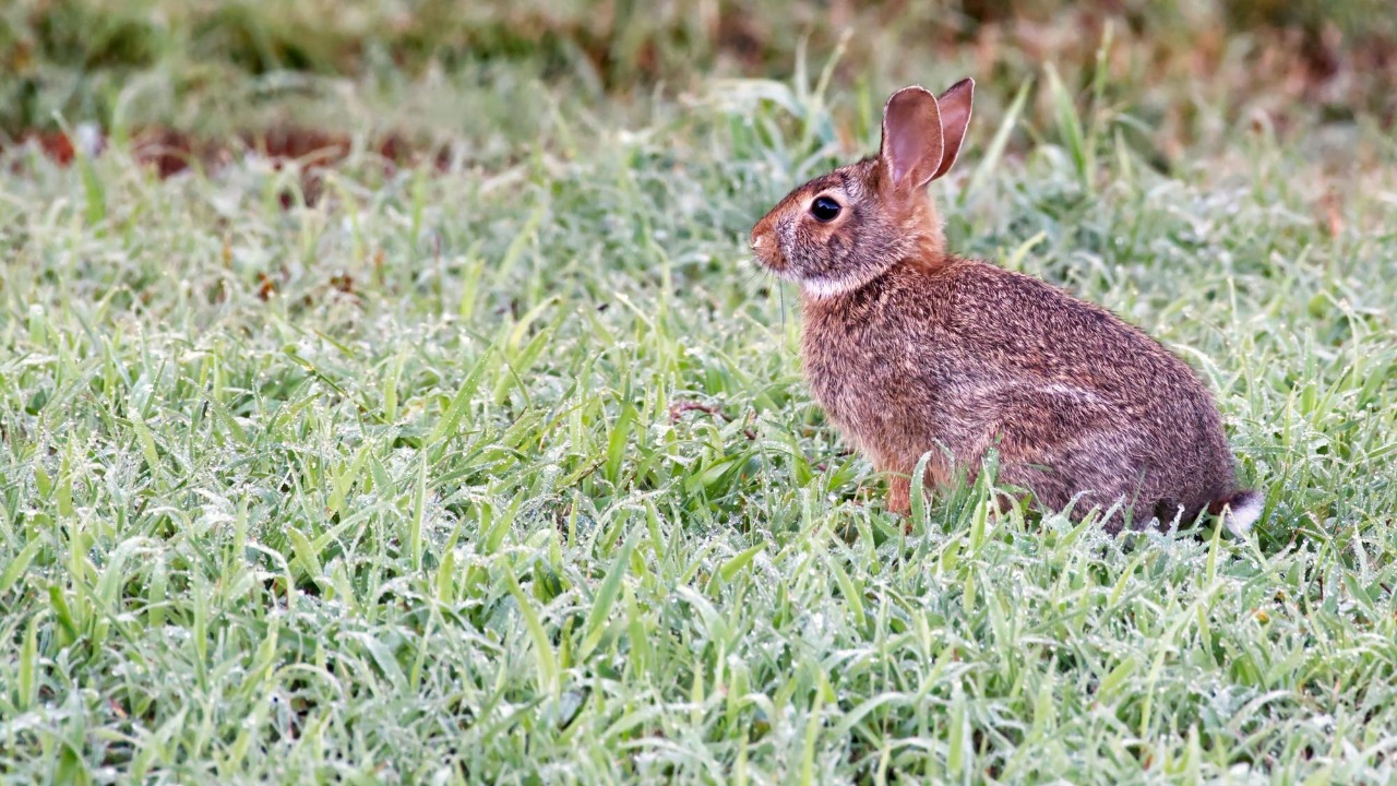After 120 years, a rare rabbit resurfaces in Mexico