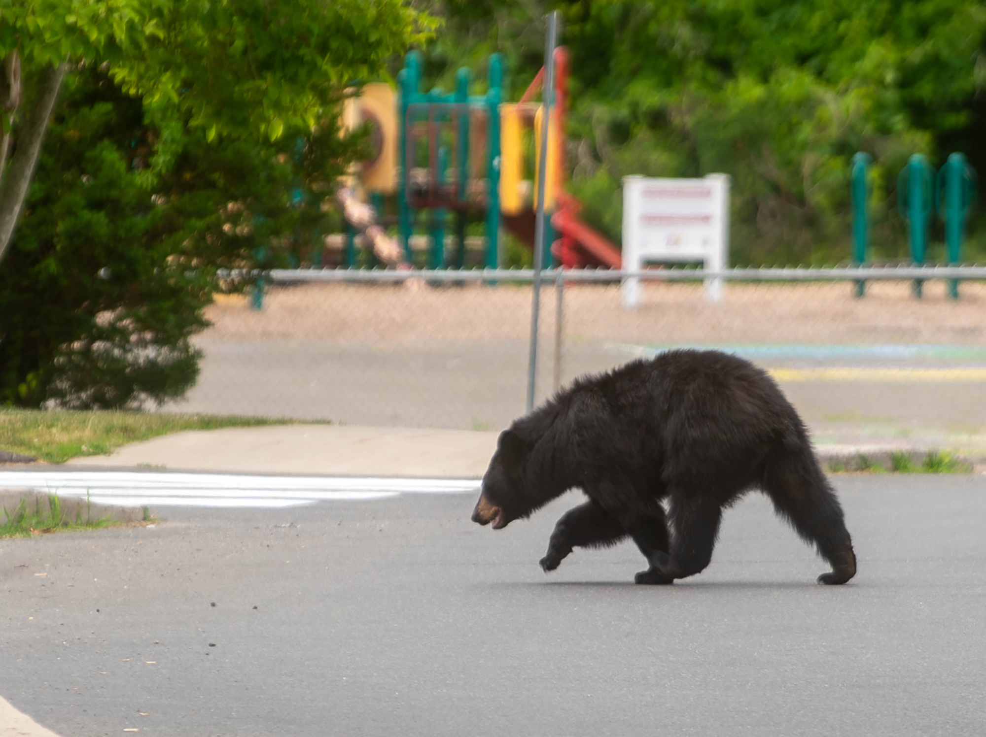 Black bear and human interactions increase in Connecticut. Officials ...