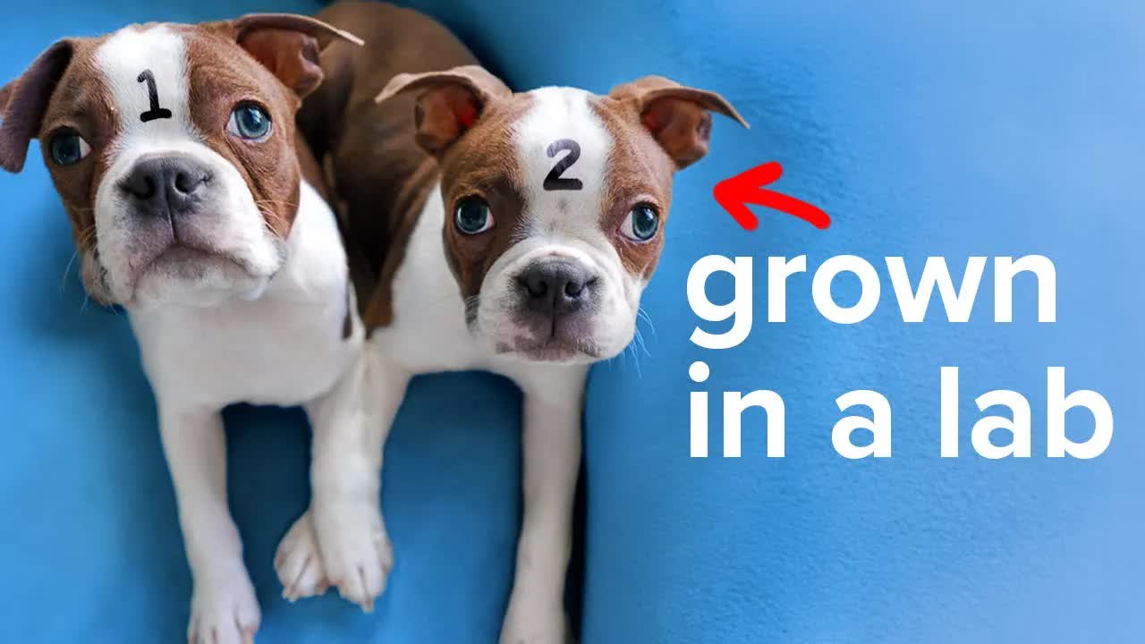 I cloned my dog (again)