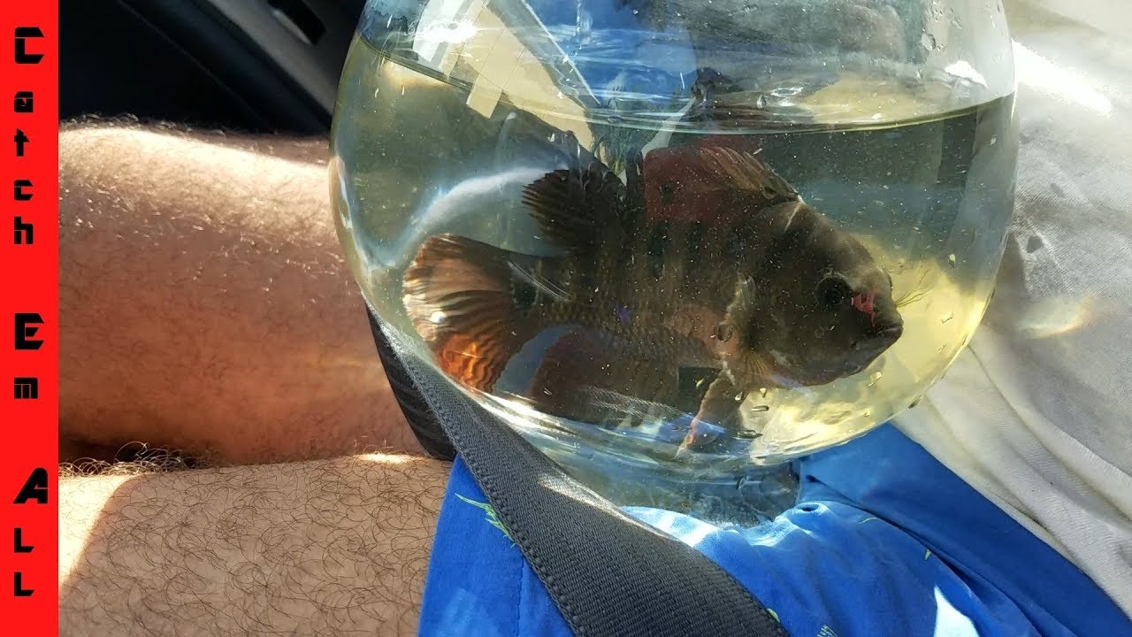 Catching exotic fish for my aquarium