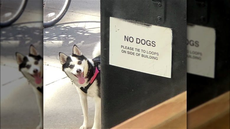 The funniest dogs reacting to "No dogs allowed" signs