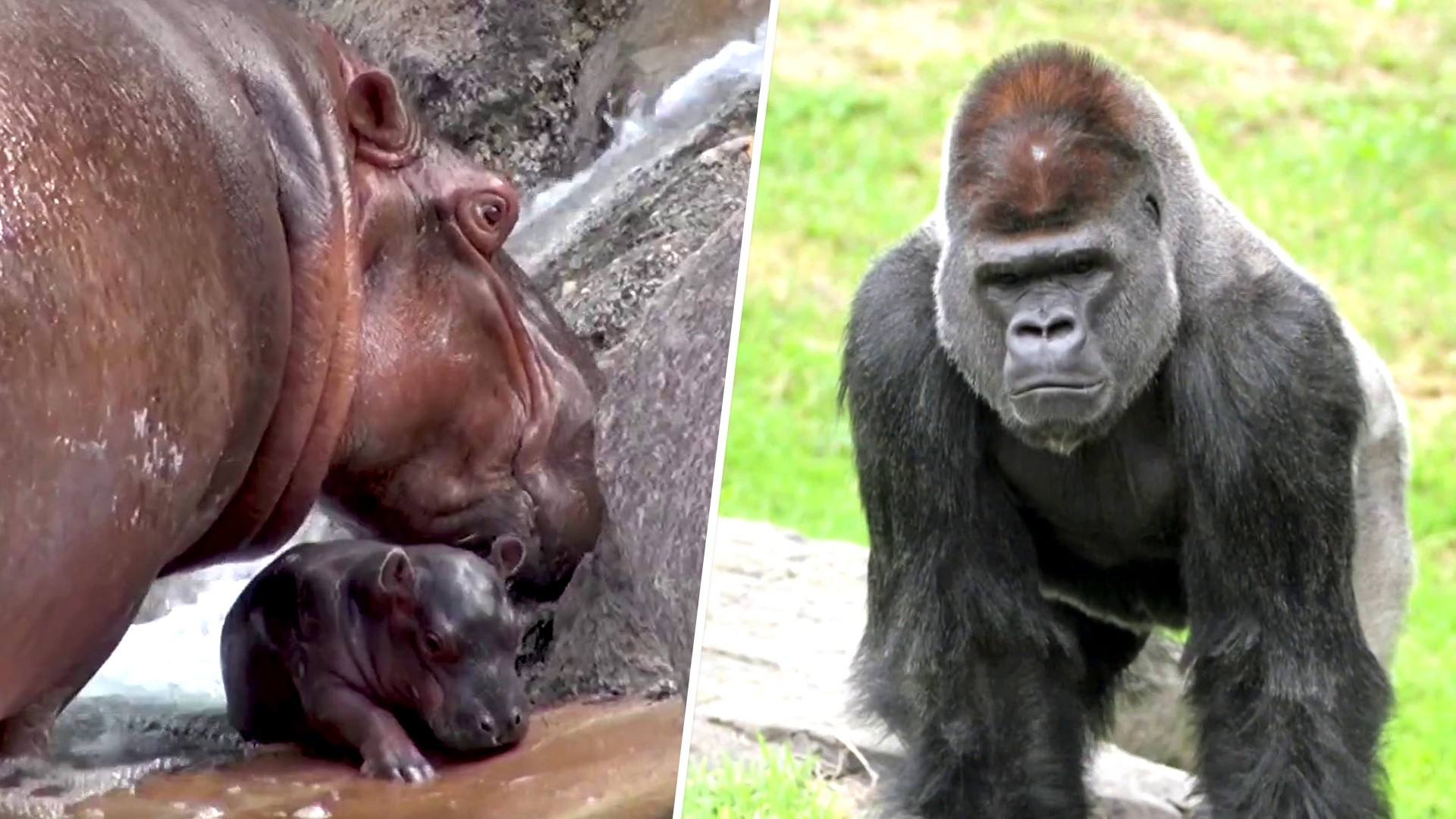 Male Gorilla, Baby Hippo Make Their Debut at Zoos